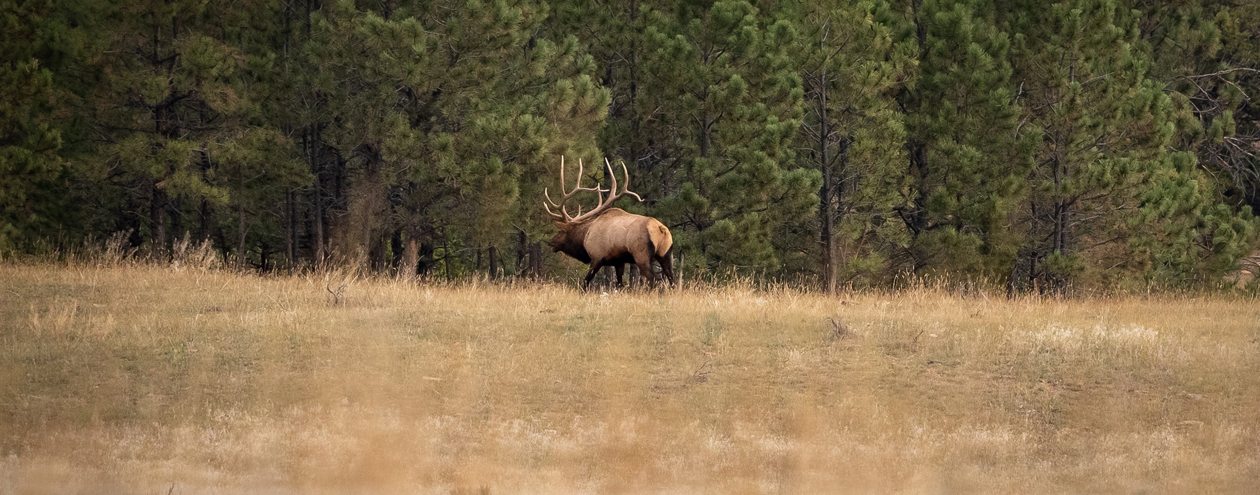 Field Judging Elk – Stone Glacier