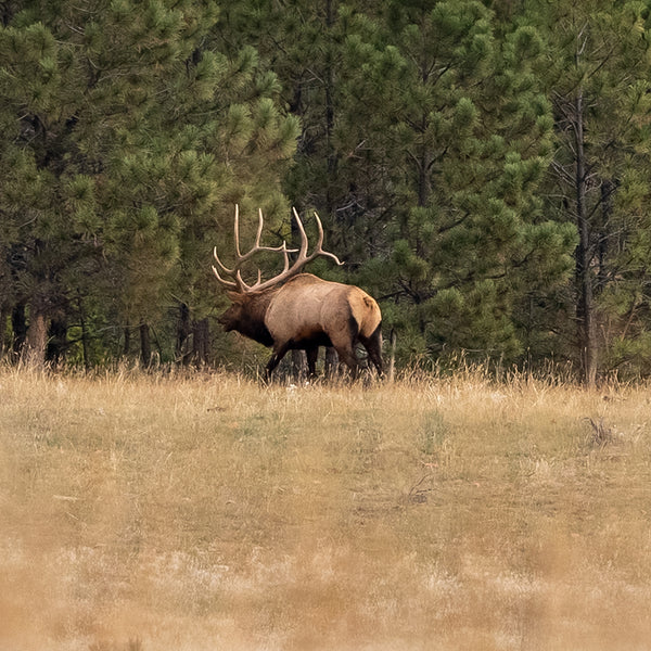 380 Bull Elk Colorado